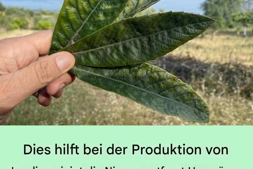 Die Verborgene Macht Der Lobe Entdecke Die Ungeahnten Moglichkeiten Des Lobensfeed